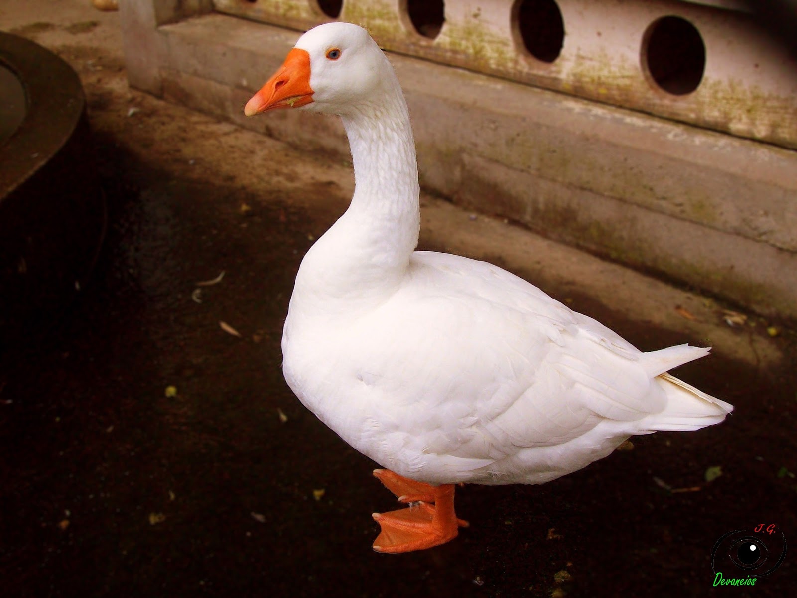 Os Rikinhus: Família "Anatidae"