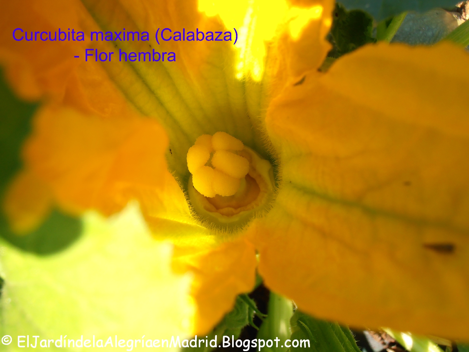 El jardín de la alegría : curcubitáneas