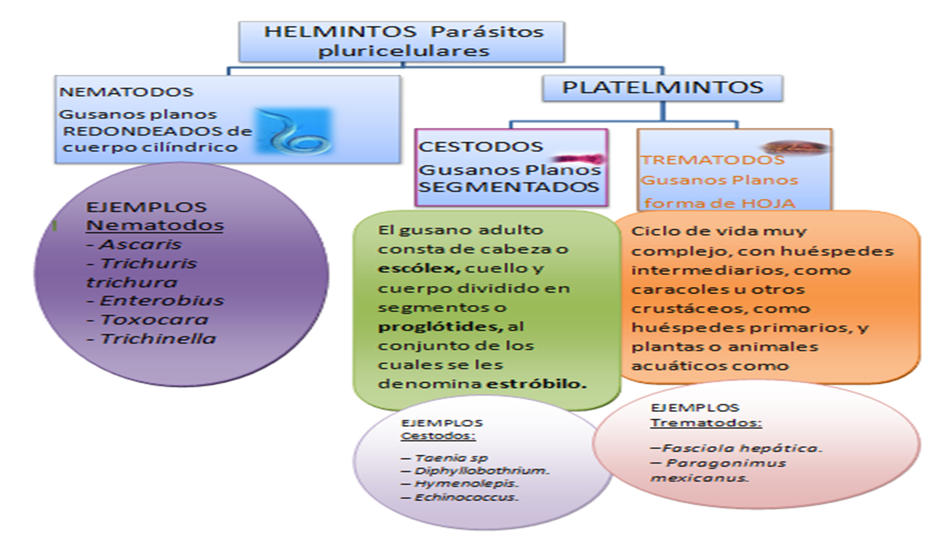 Parásitos y algo más: Clasificación de los parásitos