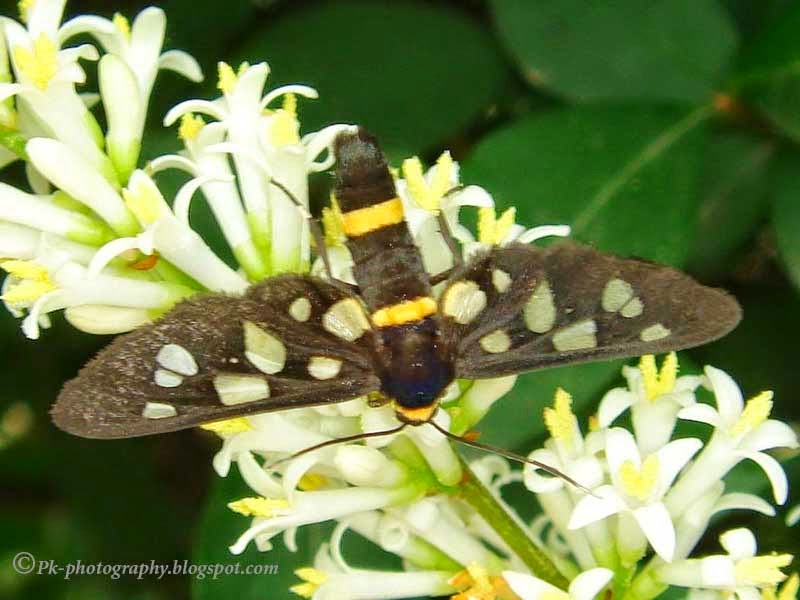 Nine-spotted Moth-Amata phegea | Nature, Cultural, and Travel ...