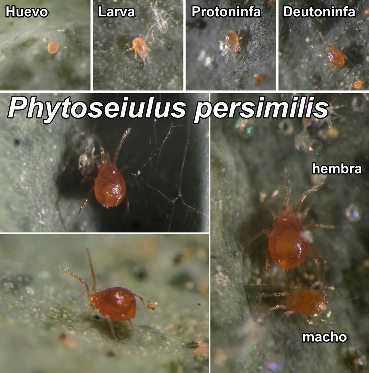 Homo agricola: Rojos contra rojos (Phytoseiulus persimilis)