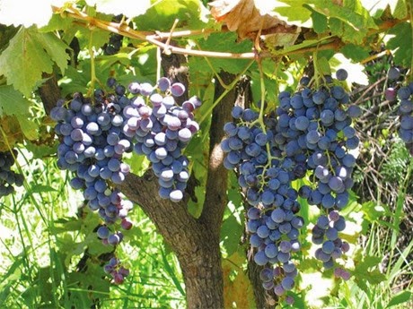 NEIBA: Productores de uva se declaran en bancarrota - El Faro del Sur