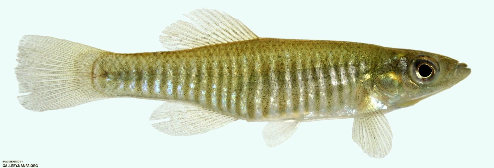 Fish Images: Banded Killfish Images