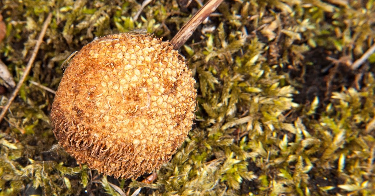Champlain Islands' Nature: American Sycamore