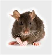 Life . . . Minute by Minute: Animal Vermin