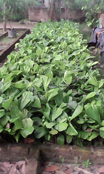 Bibit Sawit, Karet dan Aren: Jual Bibit Aren Genjah Siap Tanam di ...