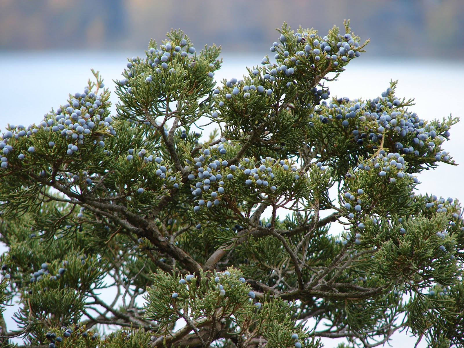 Native in Nature: Spring Frost, Spring Snow