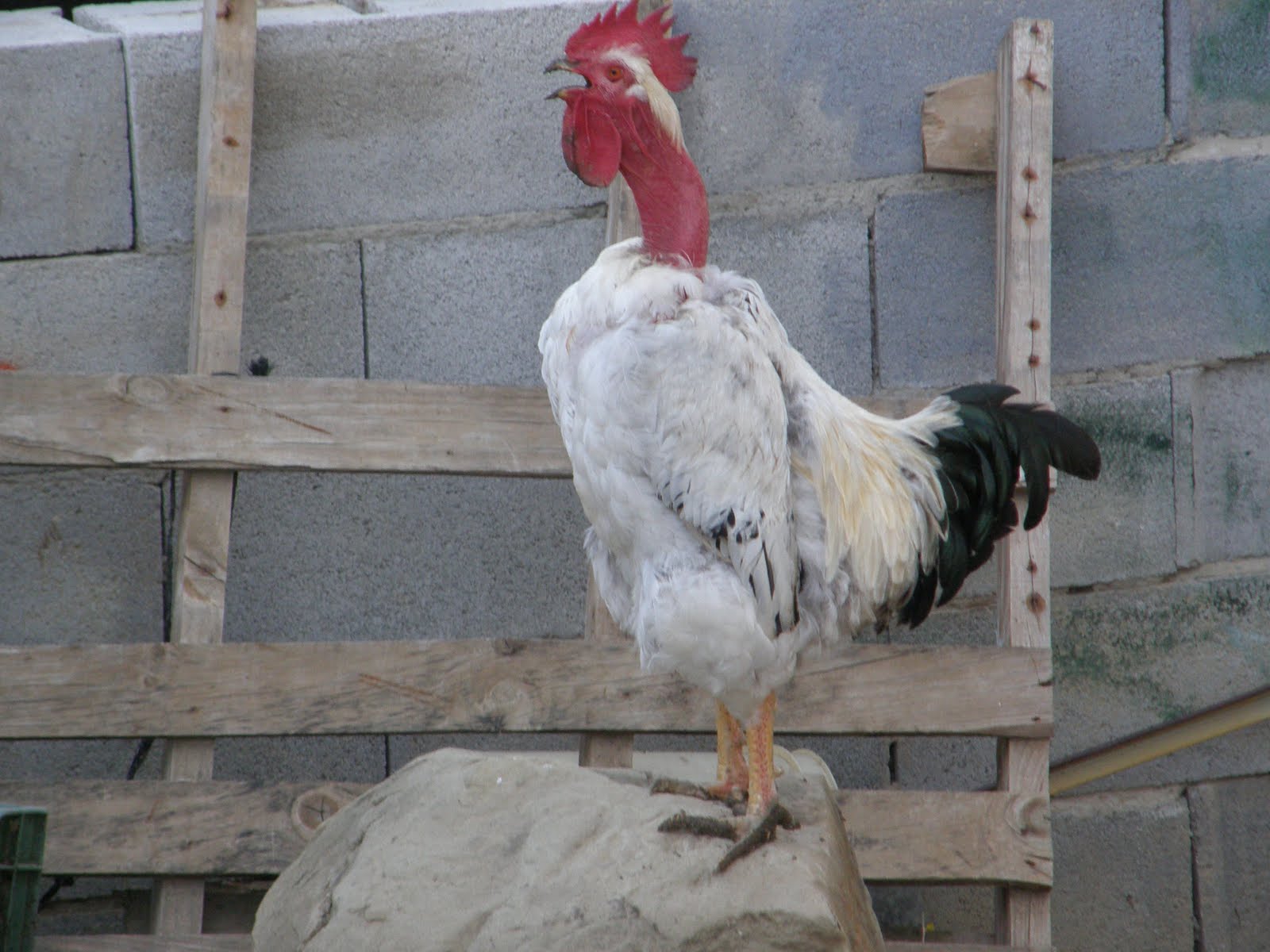 Rflx-s: HABLANDO DE GALLINAS.........