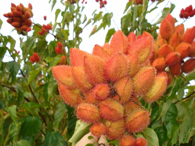 VENTO NORDESTE: TEMPERANDO A VIDA - COLORAU / URUCUM - MUITO ALÉM DO ...