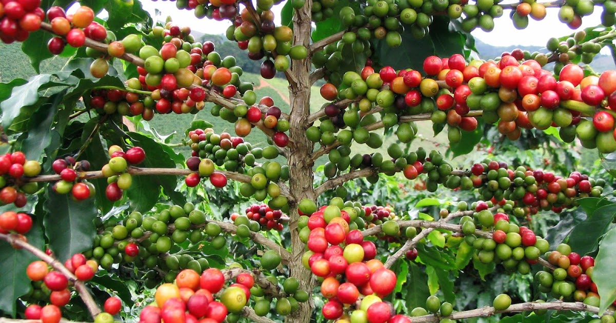 Cristina Alfier: Focus: caffè