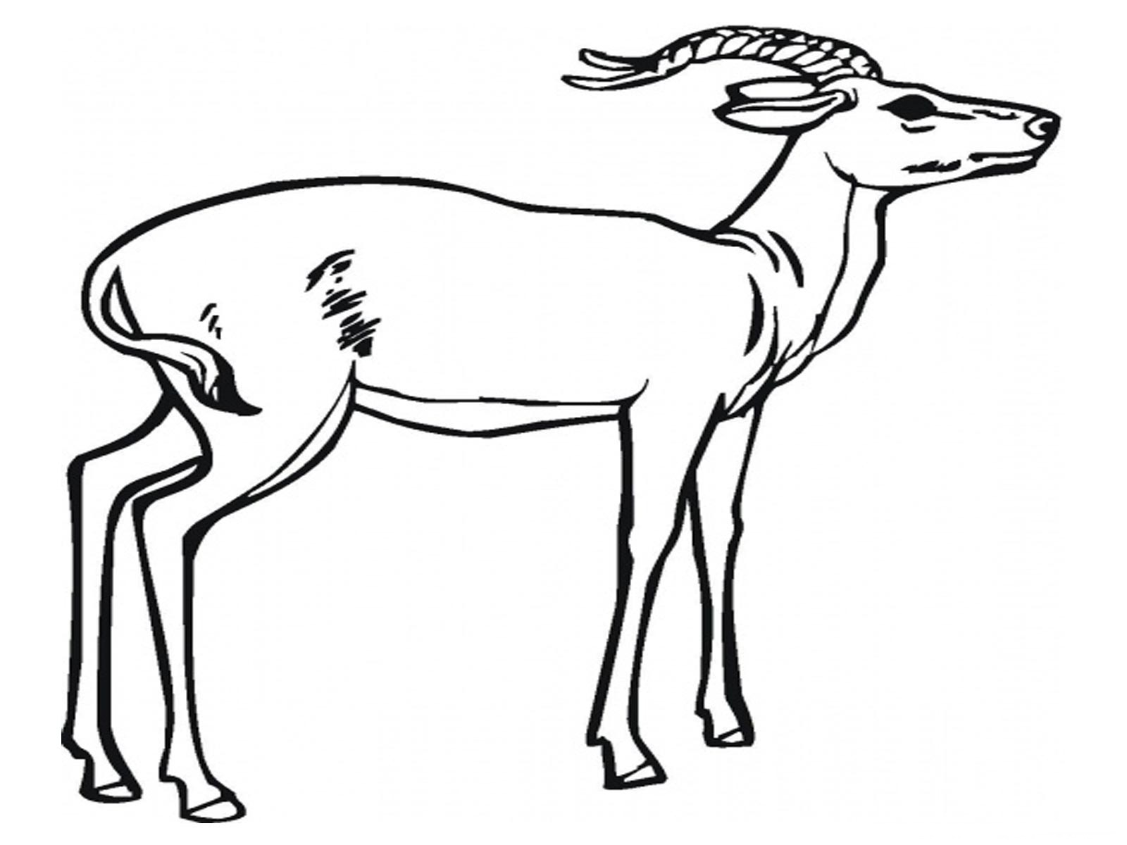 Antelope Coloring Page Coloring Pages