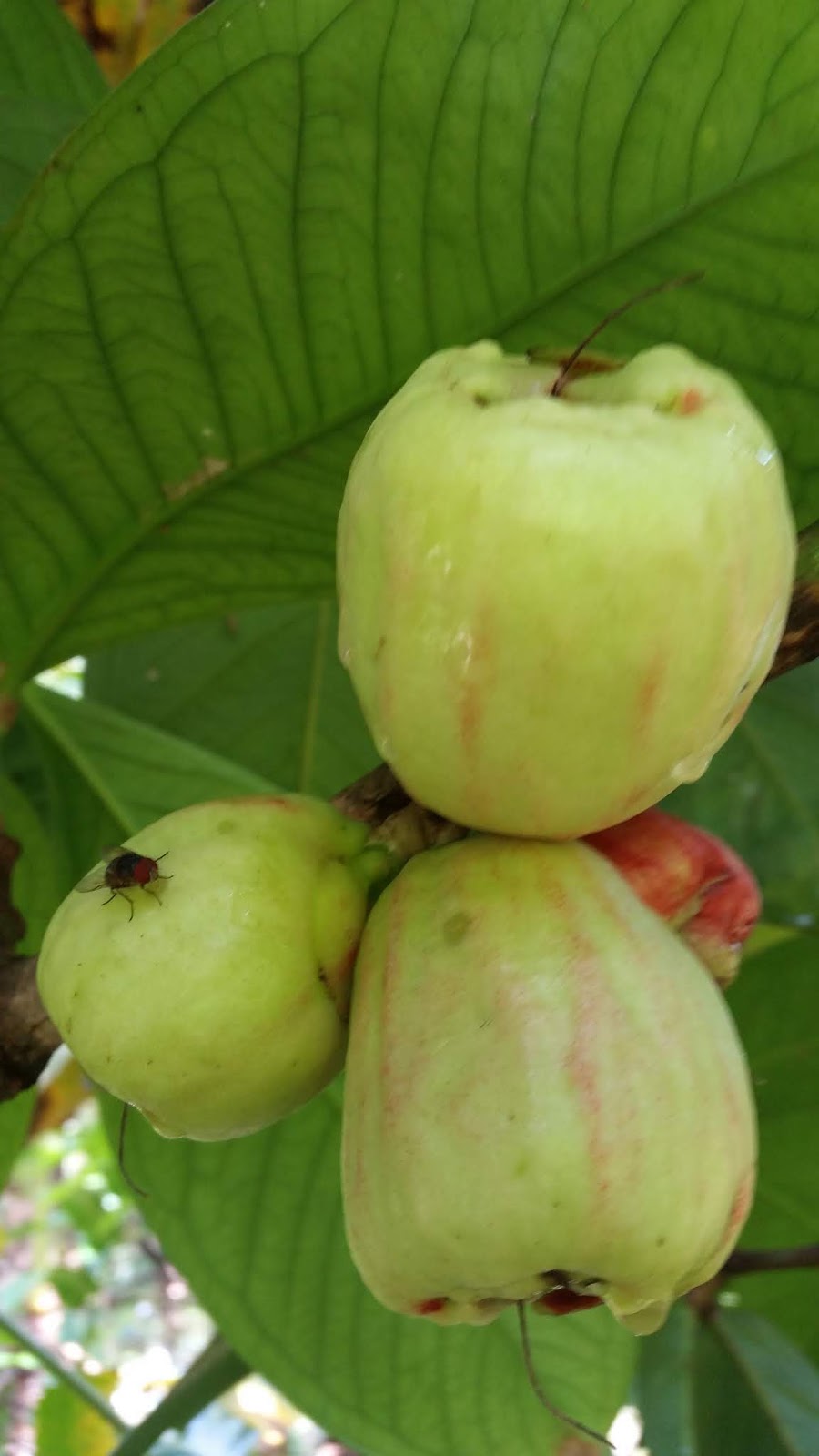 Warisan Petani: Jambu Bol : Tanam Sepokok Tak Habis Makan
