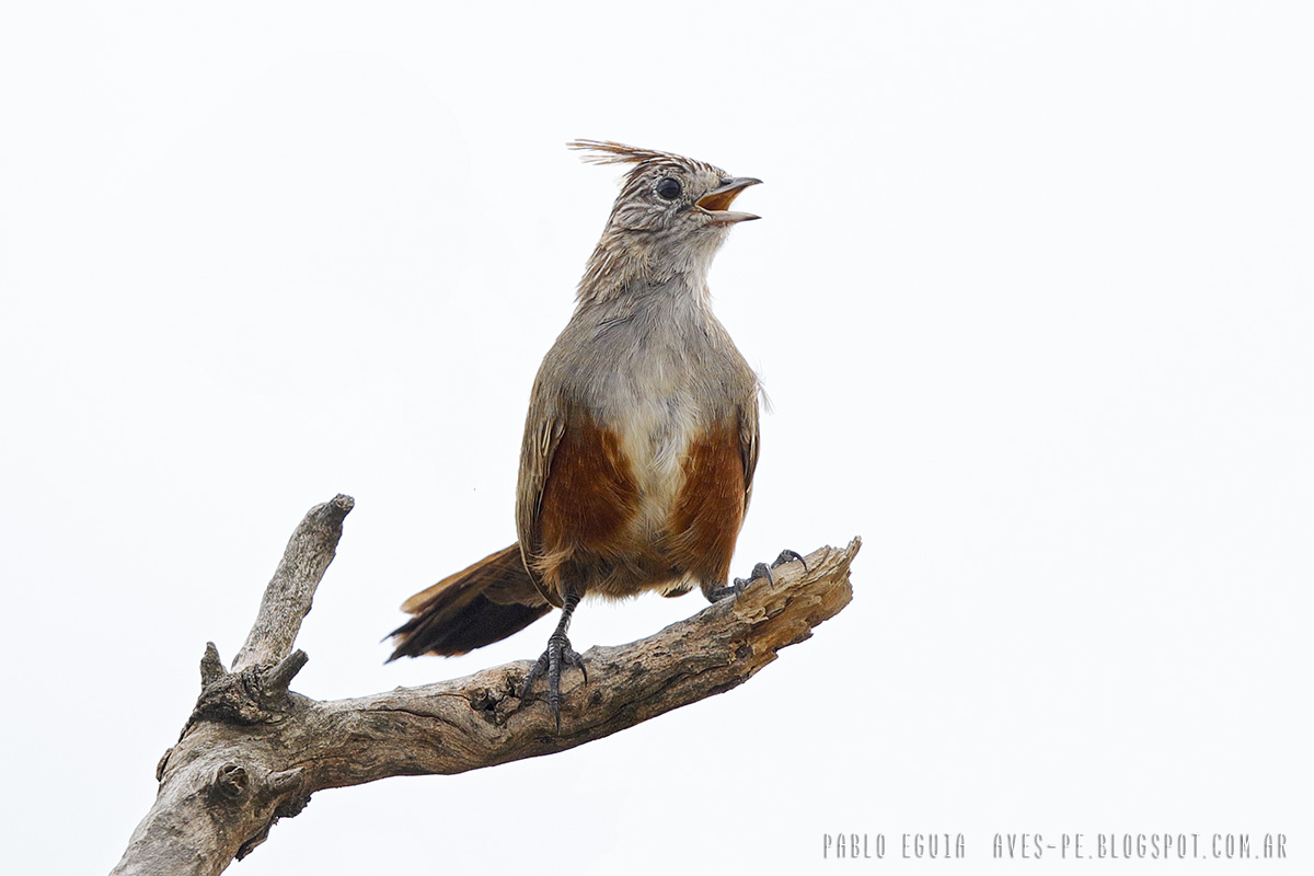 mis fotos de aves: Rhinocrypta lanceolata Gallito Copetón Crested Gallito