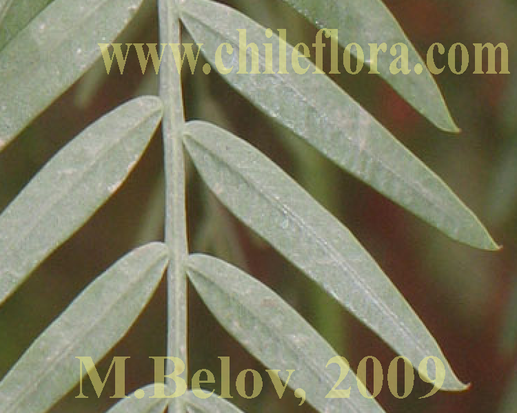 Argentina nativa: Molle blanco (Schinus molle)