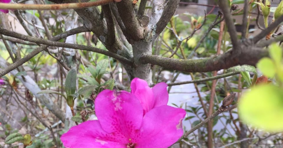 Jardim Botânico - Biologia : Angiosperma