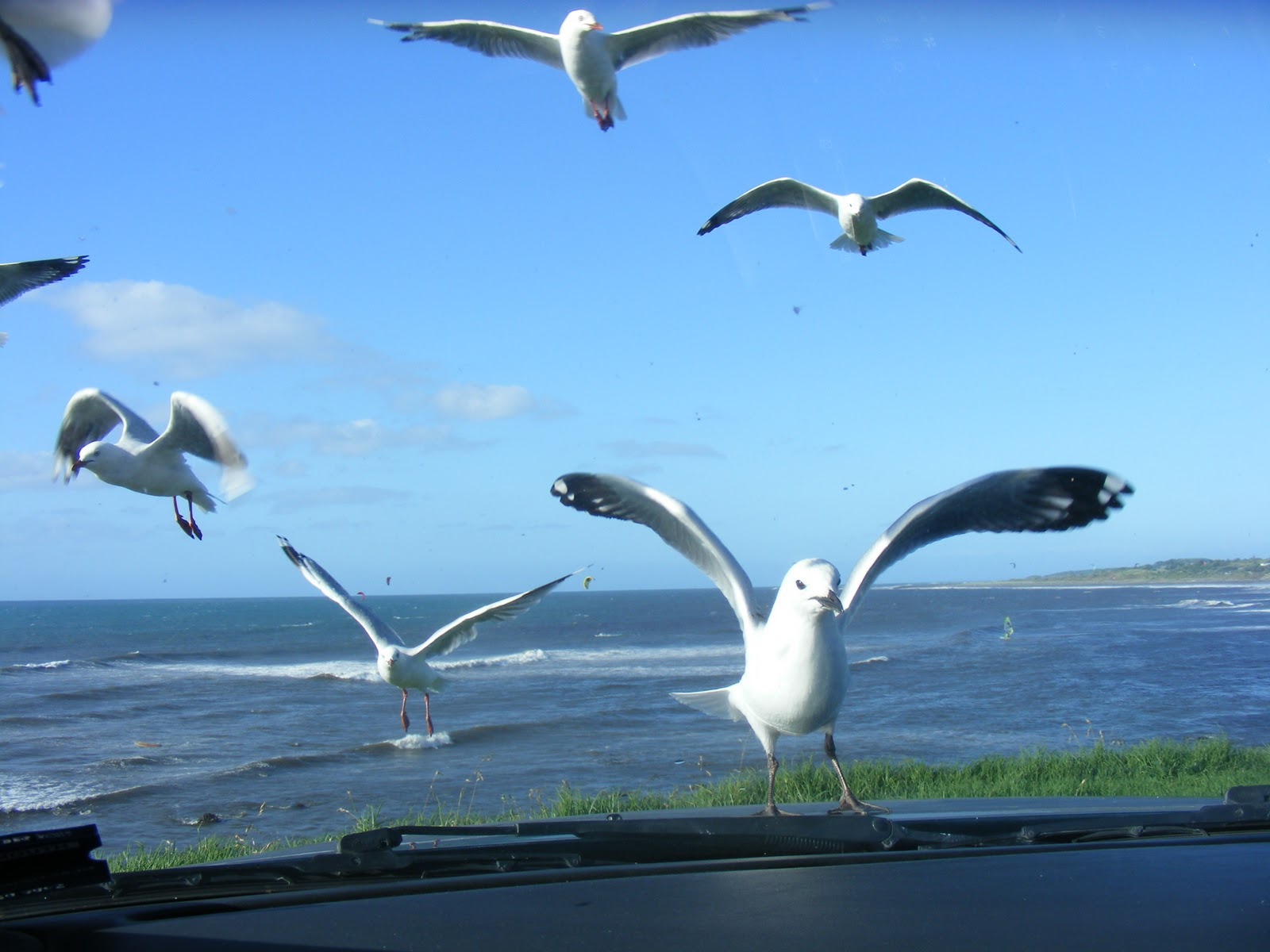 photographing New Zealand: pig-out point denizens