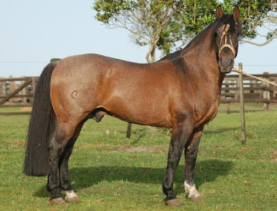 Cavalo Crioulo: Chefes da Raça Crioula