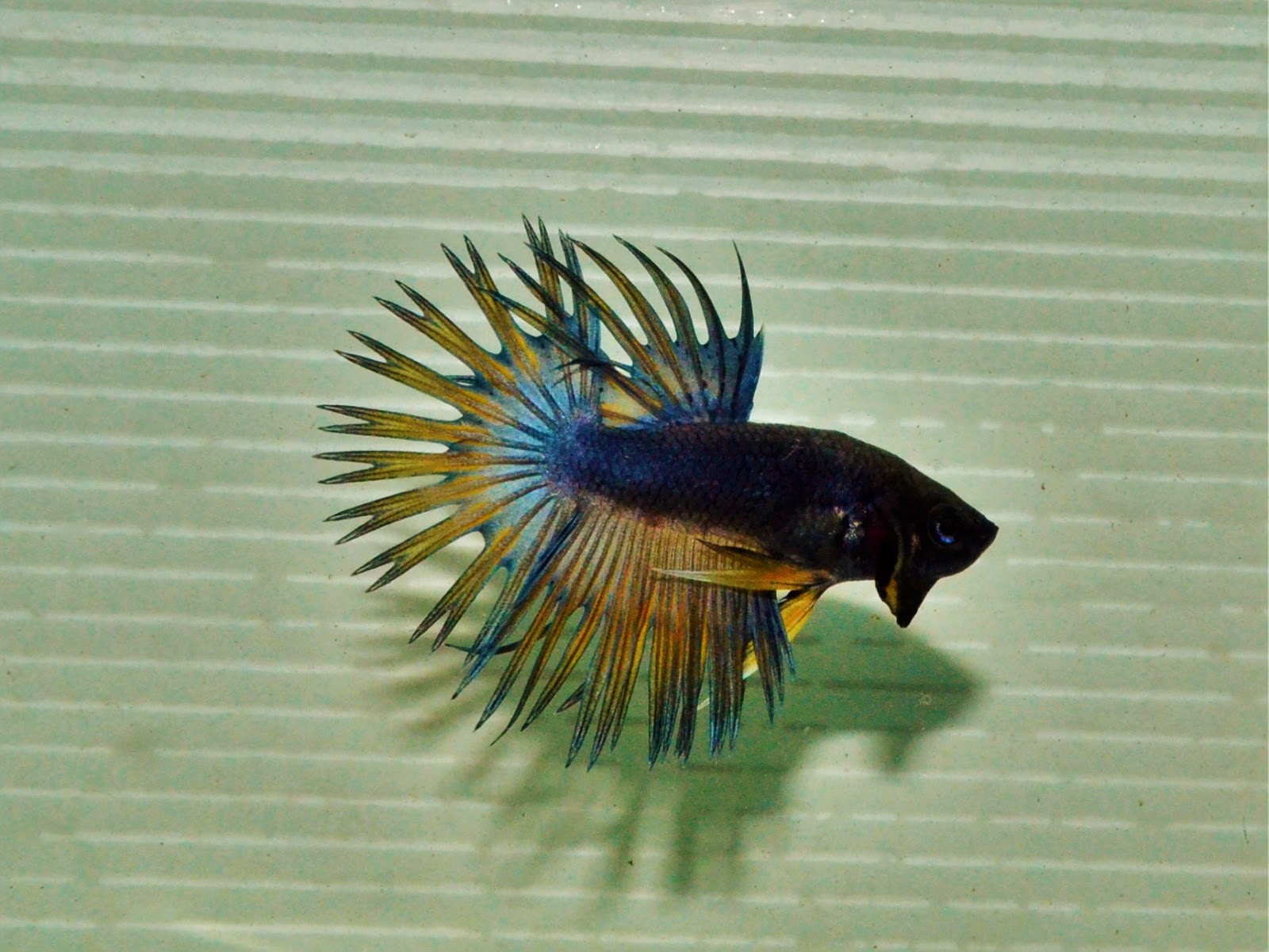 CROWNTAIL [Cupang Serit] - Info Seputar Cupang
