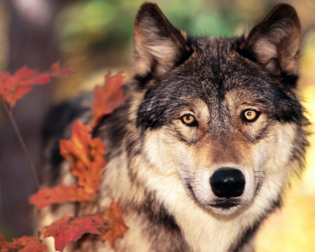 New: 60 Amazing Animals Wallpapers