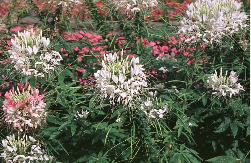 Beechwood Landscape Architecture and Construction: Spider Flower ...