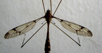 An Adult Crane Fly