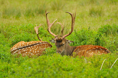 MY HUNTING BLOG BY ALEX BACULEA: Cerbul Lopatar