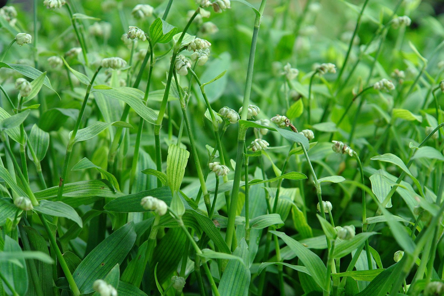 Mini Kebun Belakang Rumah: RUMPUT BEIJING