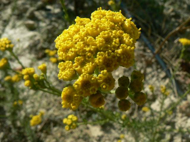 Essential Oil Profiles: Blue Tansy