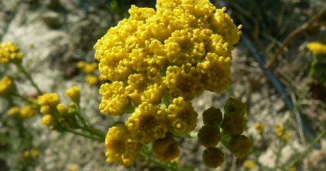 Essential Oil Profiles: Blue Tansy
