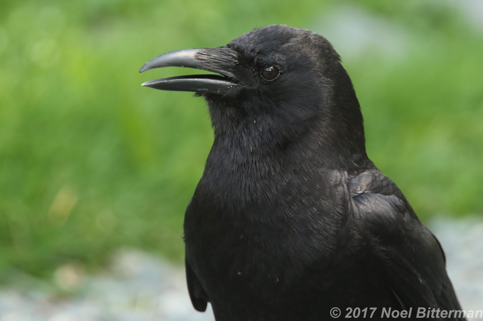 Eco Birding: Alaskan Cruise 2017