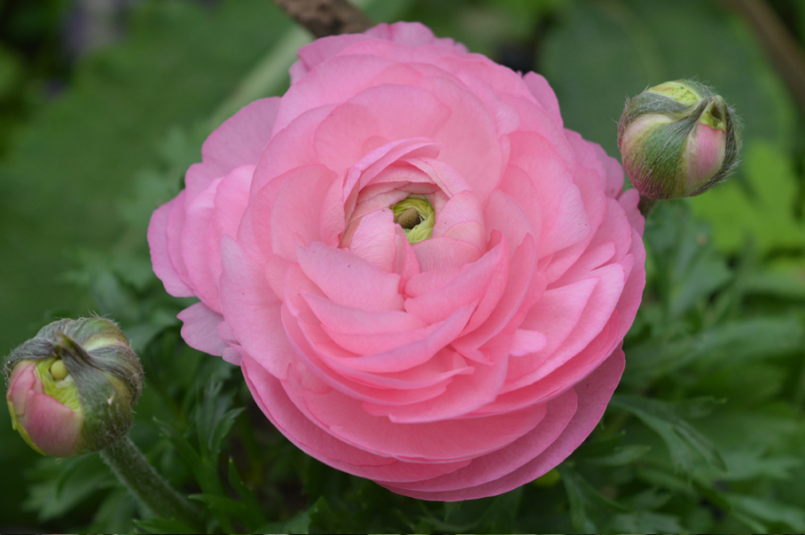 Himalayan Flower Nursery: Ranunculus bulbs or tubers