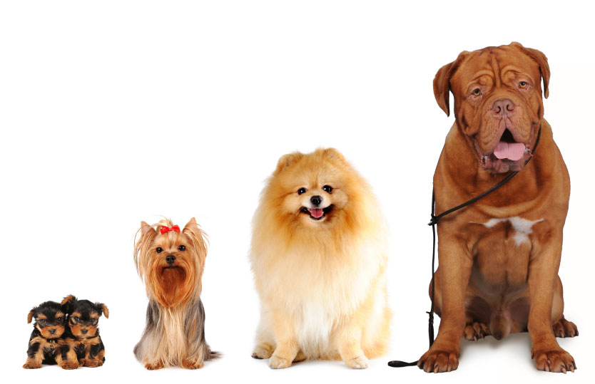 Como elegir la raza de mi perro - Animales Mascotas