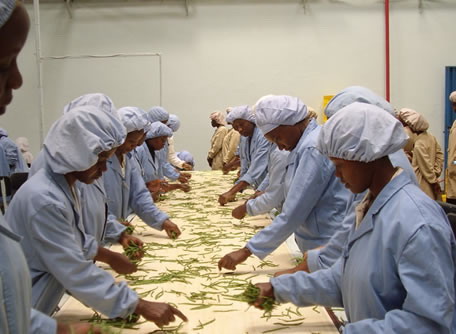 Guidance for Preparing and Packing Vegetables Products:Food Industry News