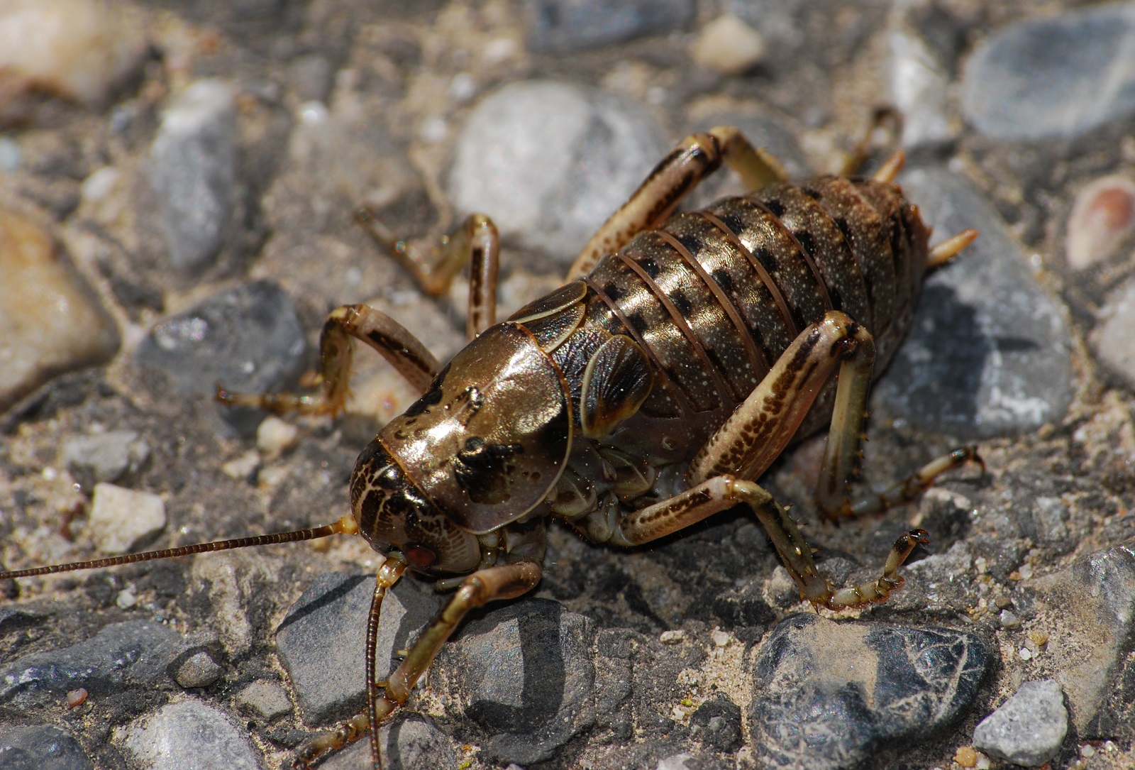 Real Monstrosities: REAL monstrosa