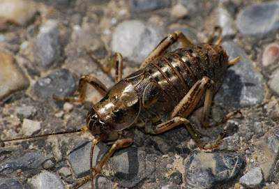 Real Monstrosities: REAL monstrosa