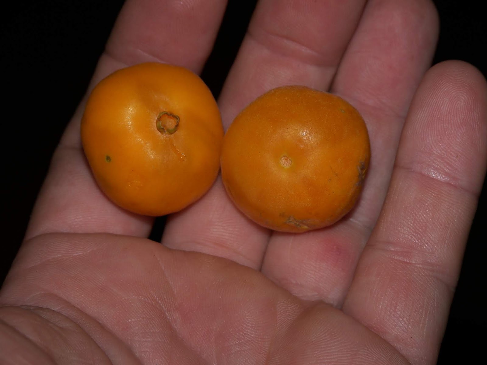 FLORA DE MISIONES Argentina: Eugenia pyriformis Cambess