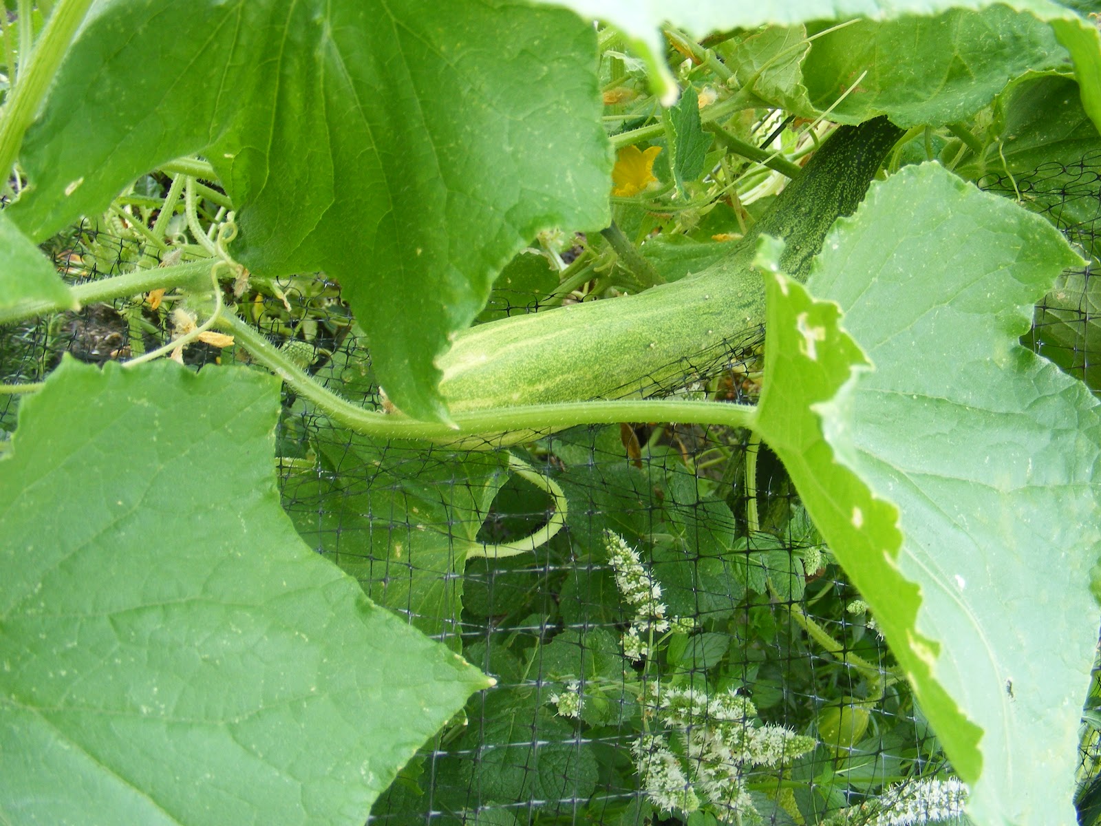 A New Day: monster cucumbers and cool soups