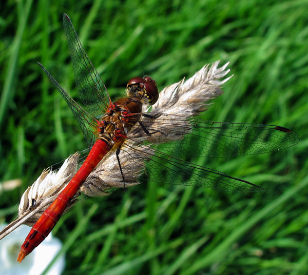 Les actualités du Monde de Lupa: Libellule rouge sang (Sympetrum ...