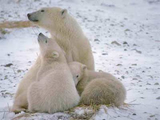 ZeroBear Blog - The Adventures of a Southern PolyBear: A Tribute to Bears