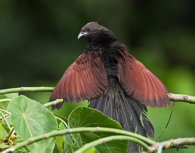 Romy Ocon's Wild Birds of the Philippines: A spreading Philippine Coucal