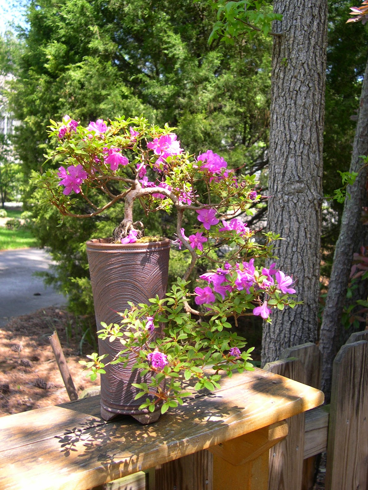 gardens@duke: Creating and Caring for a Bonsai Plant