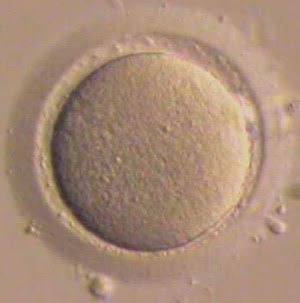 150 human animal hybrid embryos grown in UK labs? ~ The Crypto Crew