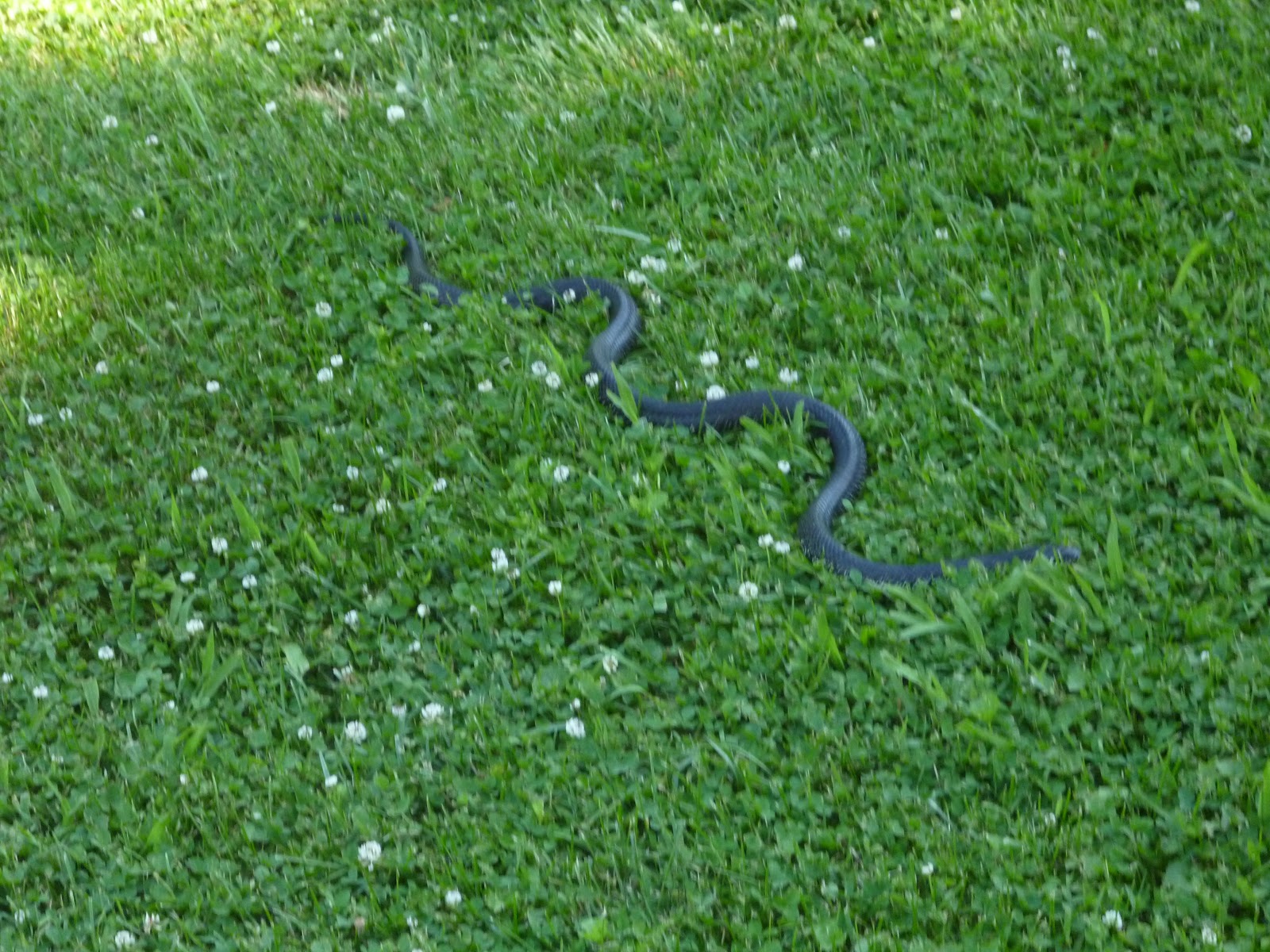 darlaville: sss = snake