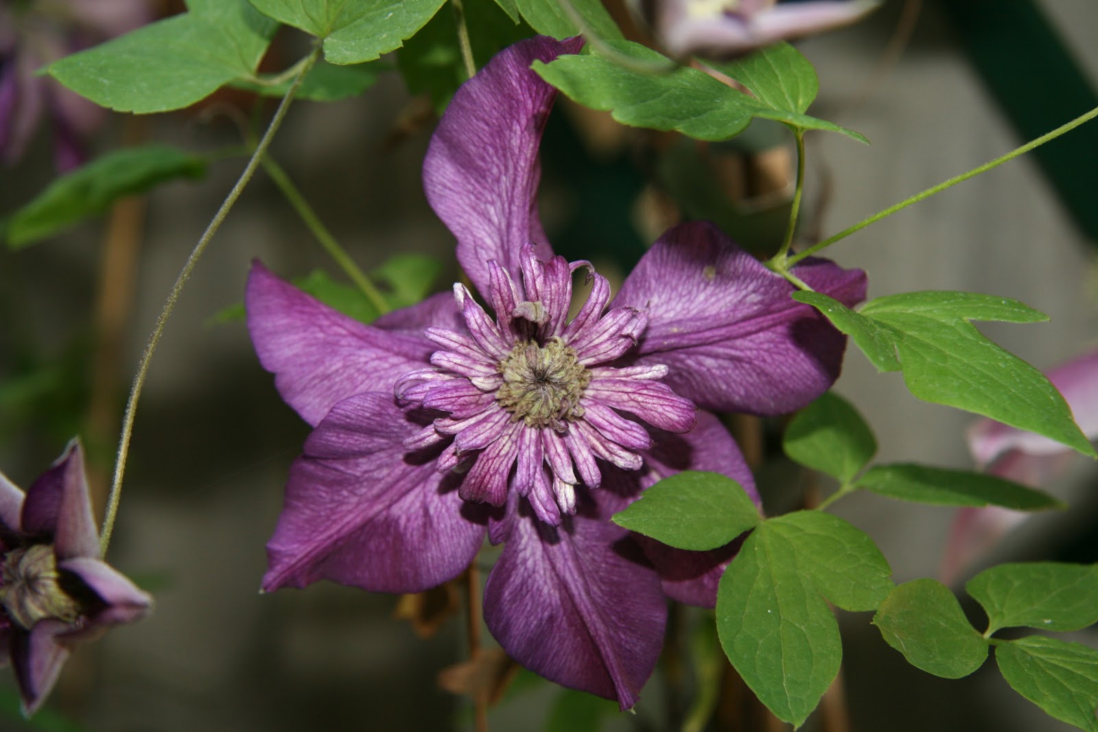 Eden: Clematis Cassis 'Evipo020'