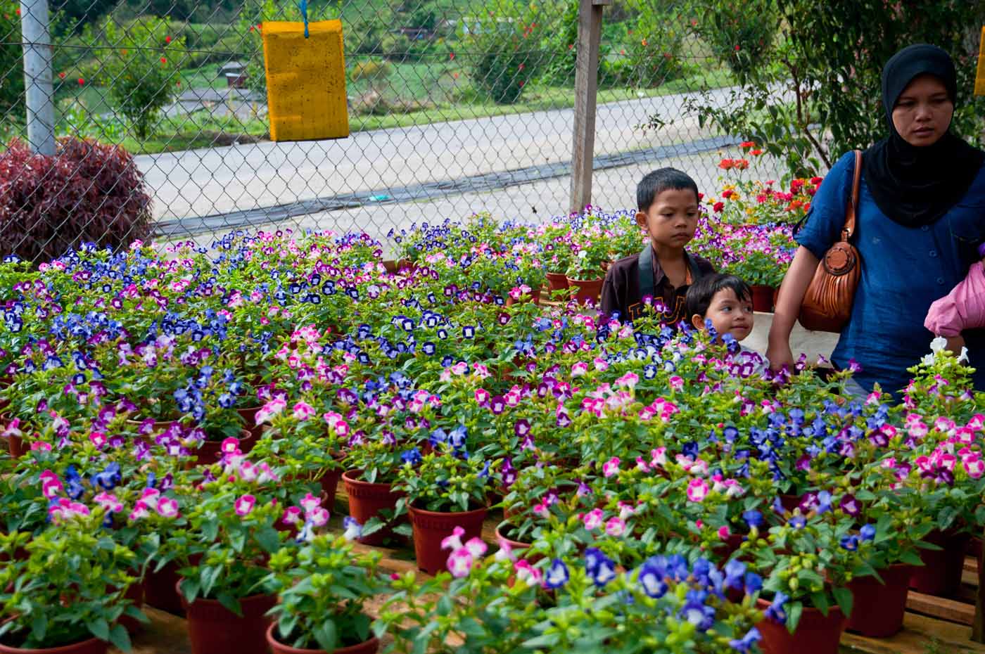 Beautiful Flower at Kundasang, Sabah | My Beautiful Borneo - Travel and ...