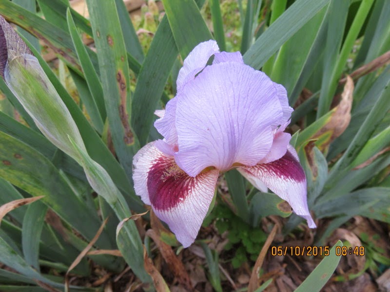 My Virtual Maryland Garden: Aril bred iris time