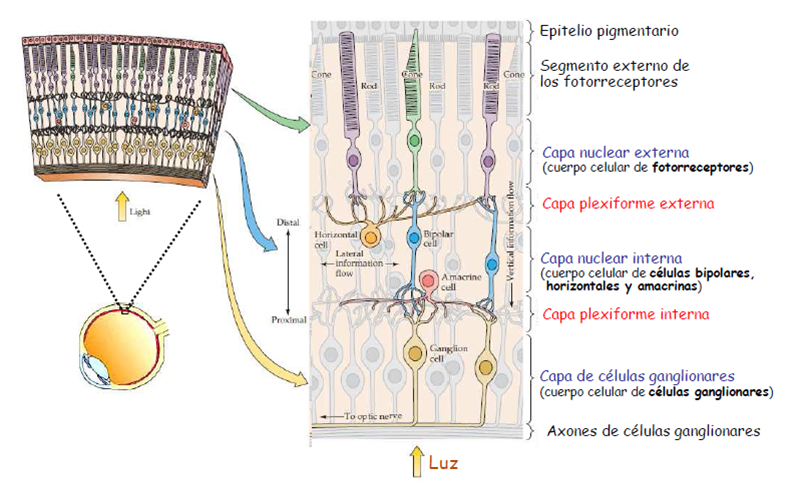 El Buen Presagio: Fisiología del sistema visual