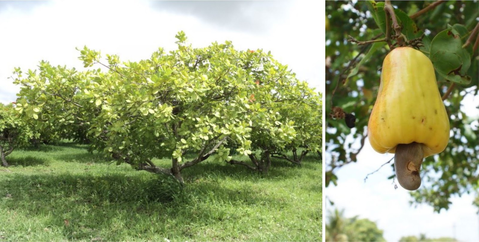 Caju (Anacardium occidentale)