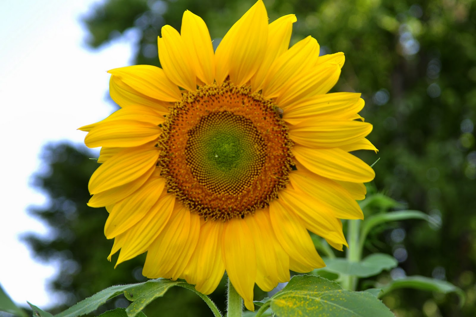 This Farm Family's Life: Wordless Wednesday: Sunflowers....