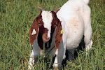 Western Maryland Pasture-Based Meat Goat Performance Test: Goats Are ...